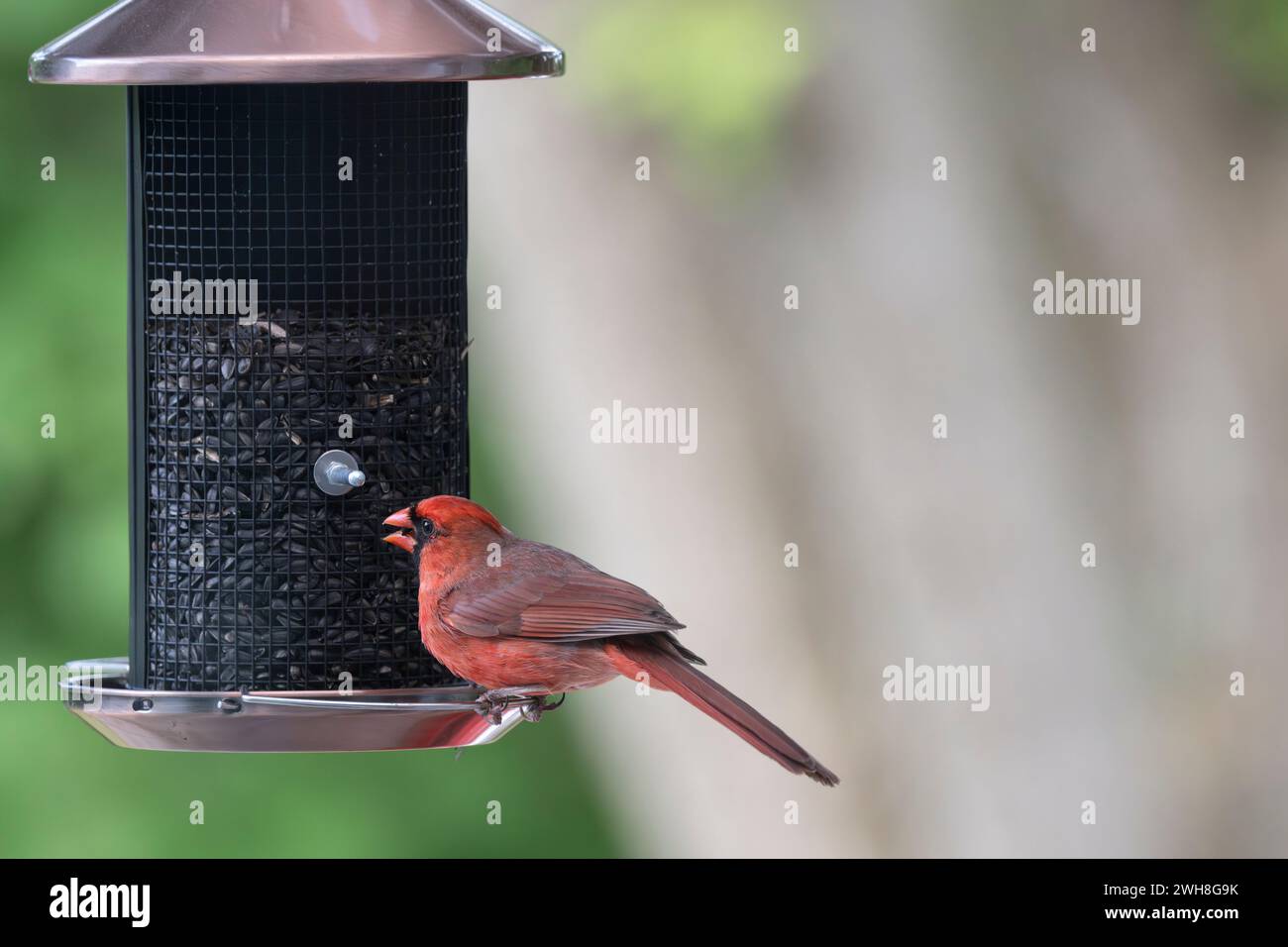male Northern Cardinal, Cardinalis cardinalis, eating sunflower seeds ...