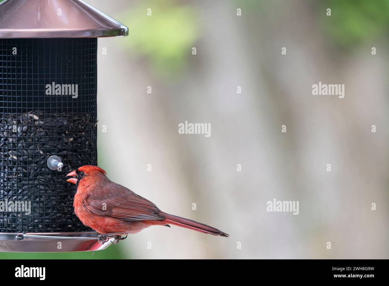 male Northern Cardinal, Cardinalis cardinalis, eating sunflower seeds ...