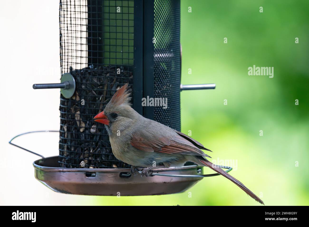 female Northern Cardinal, Cardinalis cardinalis, eating sunflower seeds ...