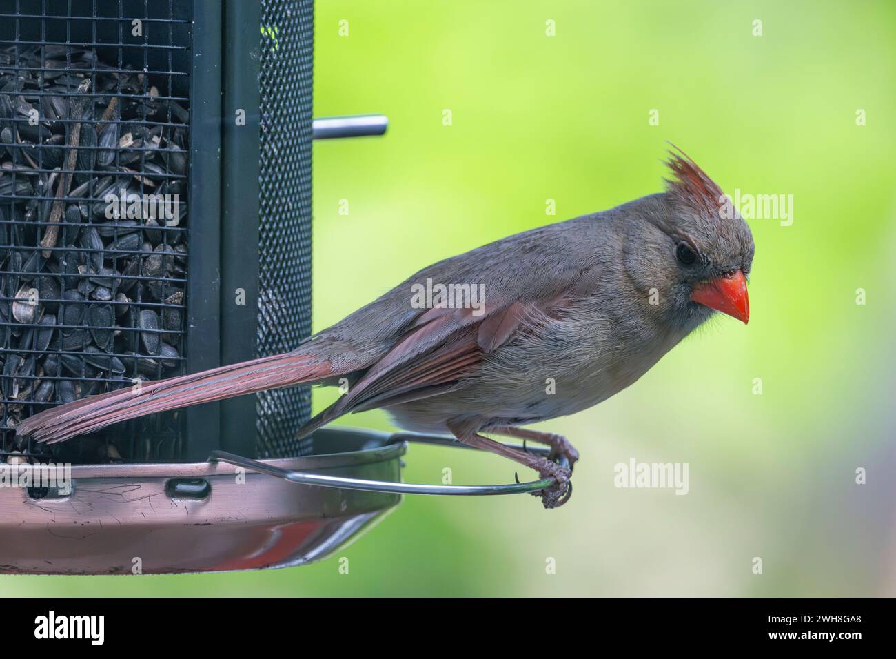 female Northern Cardinal, Cardinalis cardinalis, eating sunflower seeds ...