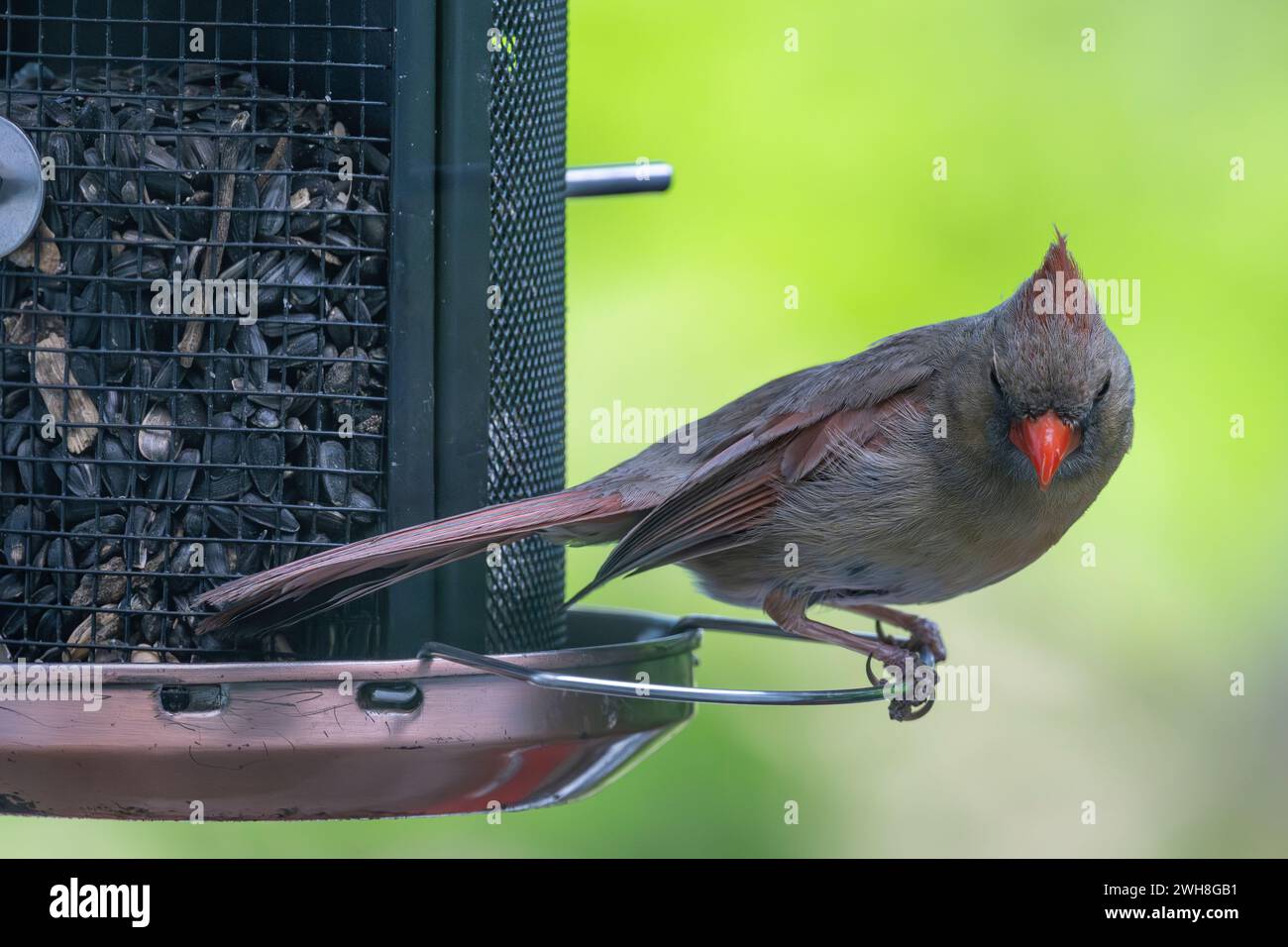 female Northern Cardinal, Cardinalis cardinalis, eating sunflower seeds ...