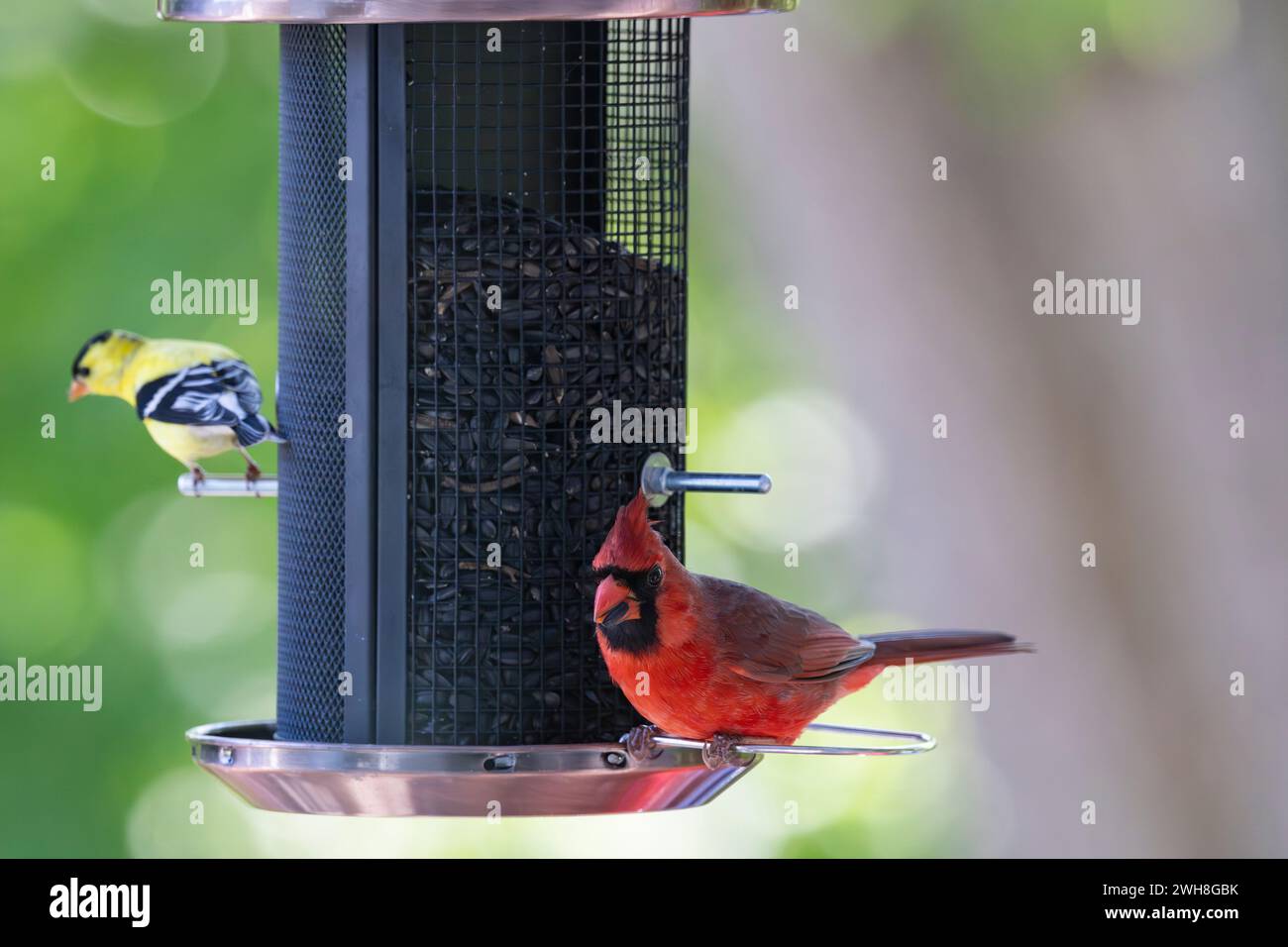 Male northern cardinal eating sunflower hi-res stock photography and ...