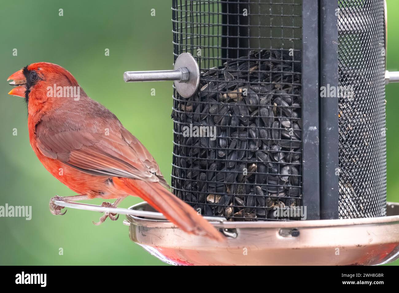 male Northern Cardinal, Cardinalis cardinalis, eating sunflower seeds ...