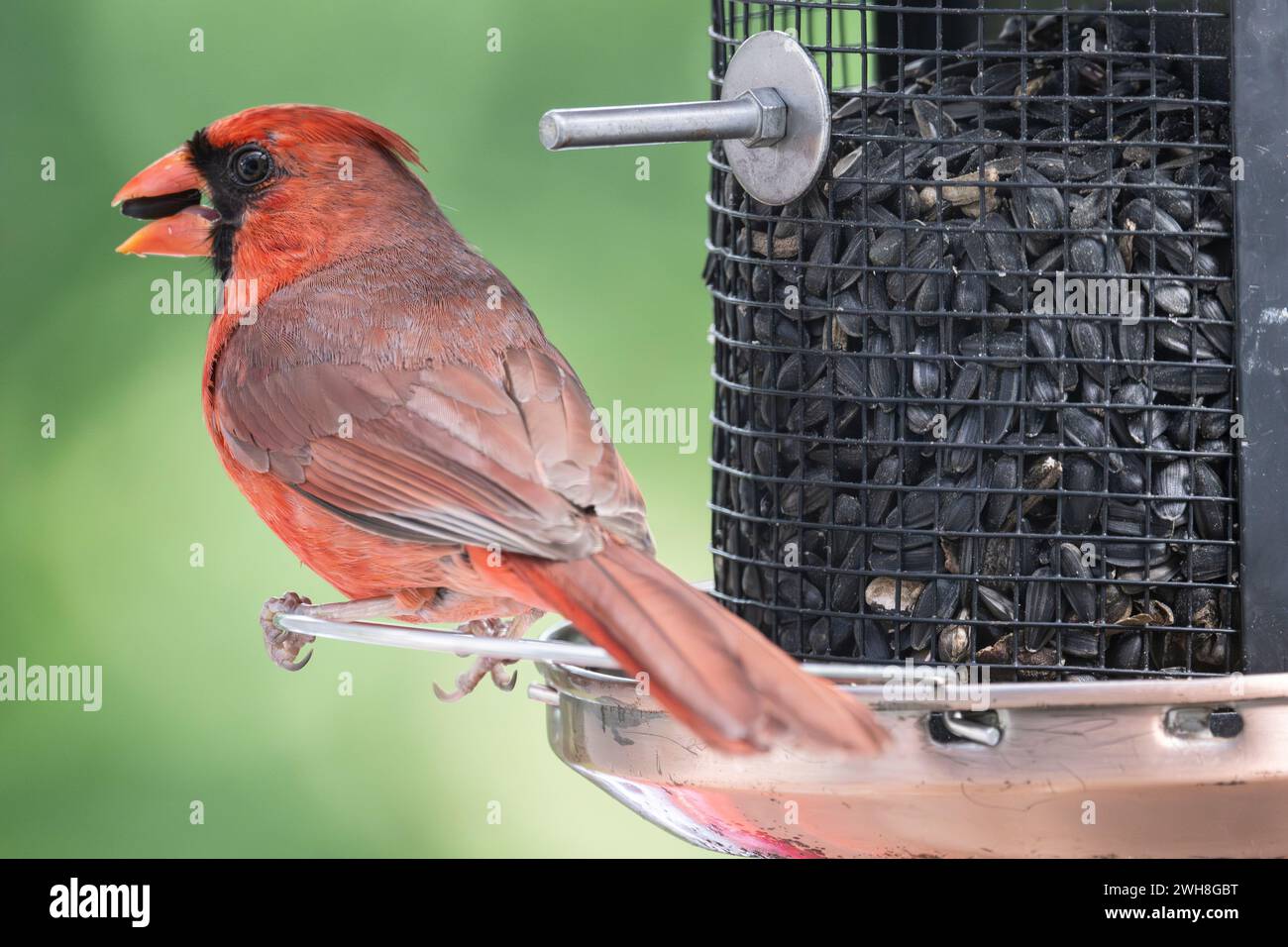 Male northern cardinal eating sunflower hi-res stock photography and ...