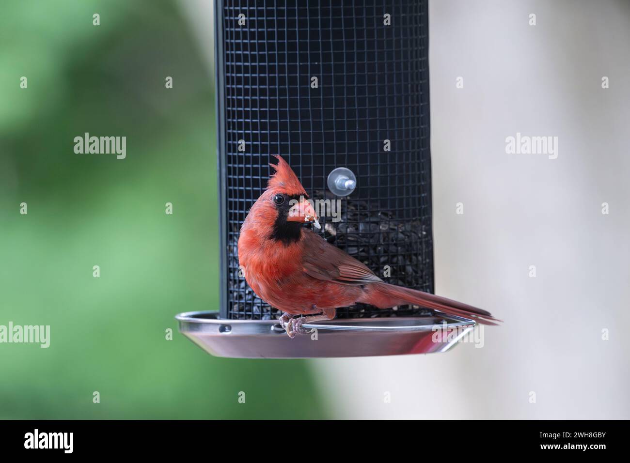 male Northern Cardinal, Cardinalis cardinalis, eating sunflower seeds ...