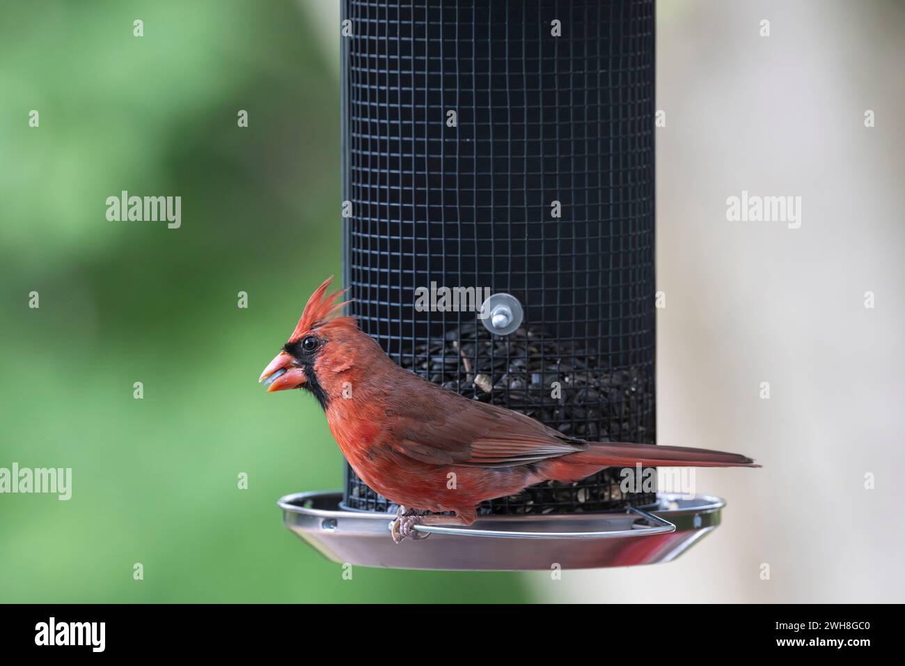 male Northern Cardinal, Cardinalis cardinalis, eating sunflower seeds ...