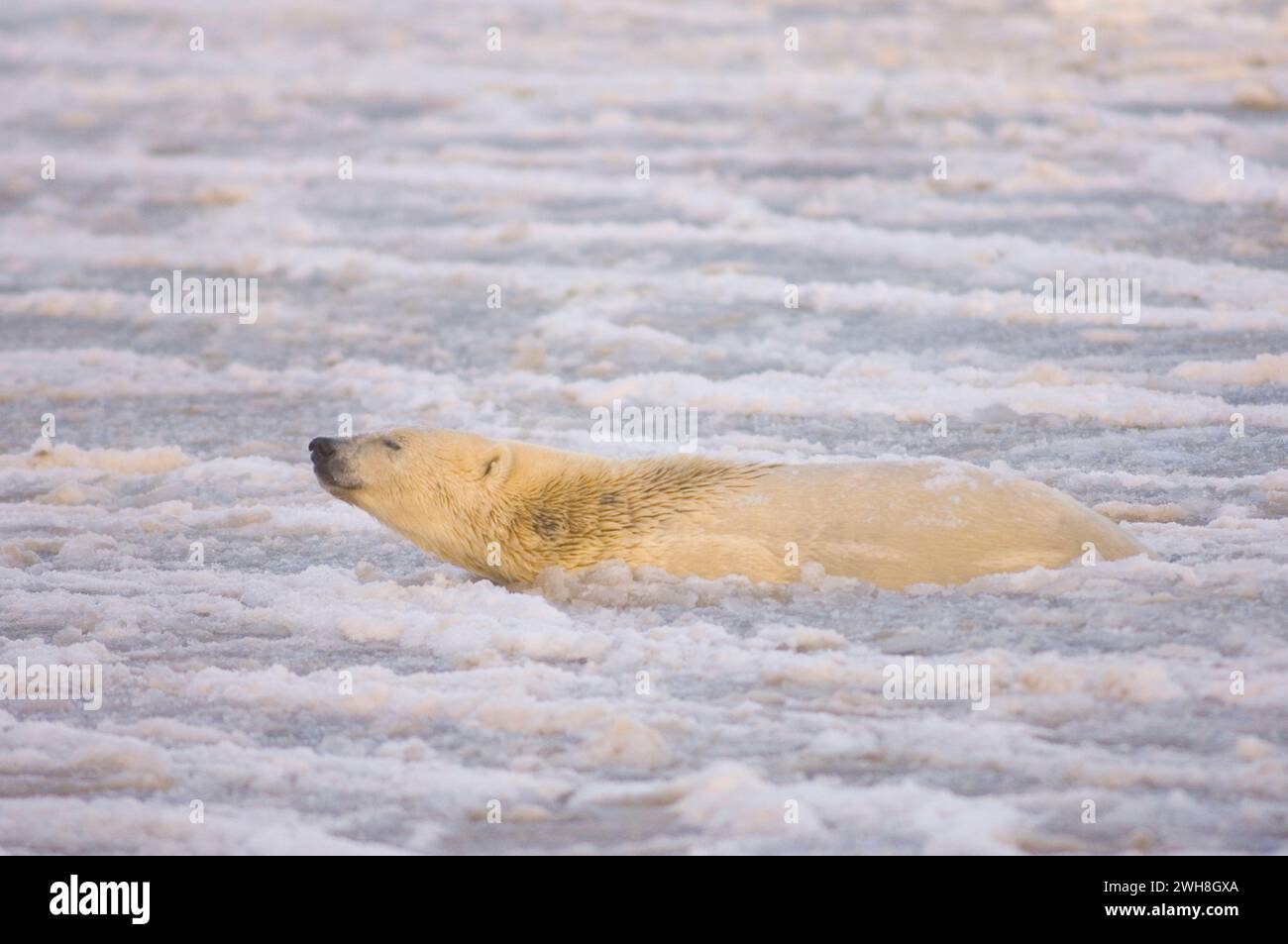 Polar bear, Ursus maritimus, adult male swimming in newly forming pack ...