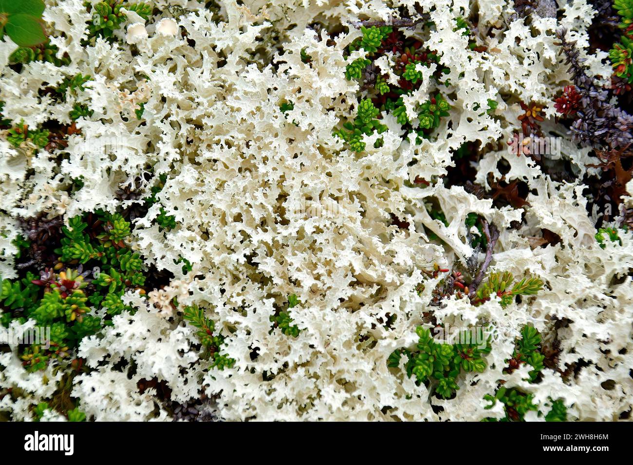 Lat 60 70659500 hi-res stock photography and images - Alamy