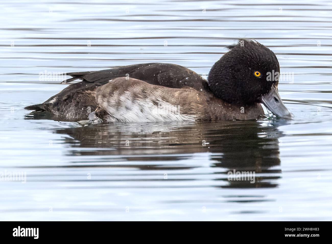 Tufted Duck, female, Blashford Lakes Nature Reserve, Hampshire, UK ...