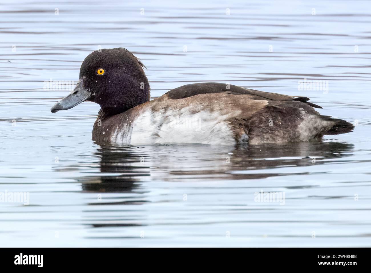 Tufted Duck, female, leucistic, Blashford Lakes Nature Reserve ...