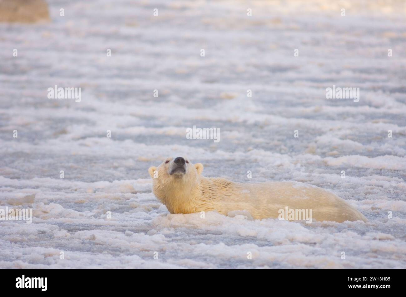 Polar bear, Ursus maritimus, adult male swimming in newly forming pack ...