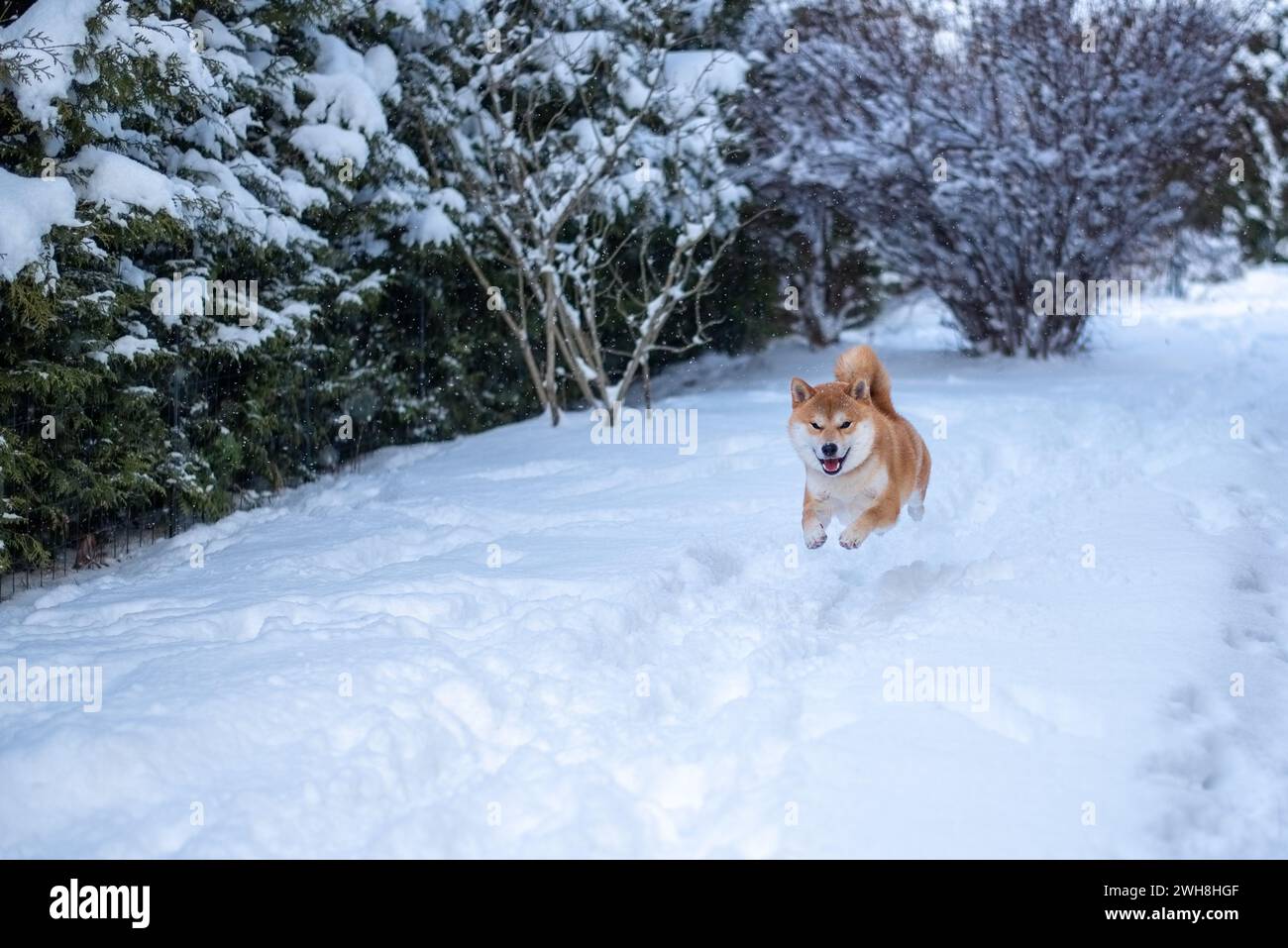 Red Shiba inu dog is running at snowy garden Stock Photo - Alamy
