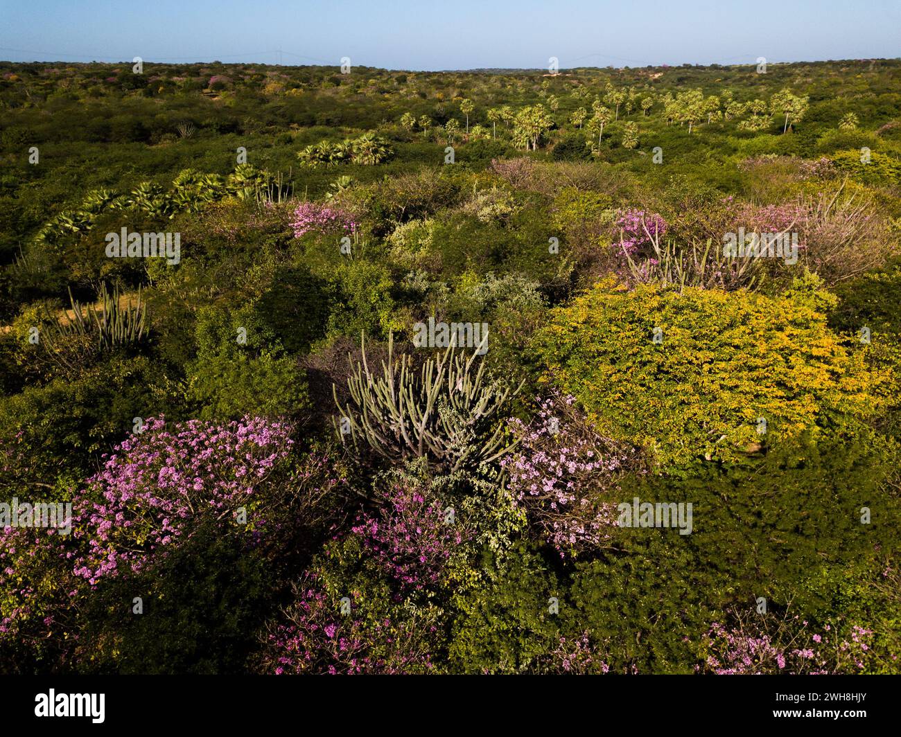 aerial view of caatinga forest, typical vegetation of northeastern ...