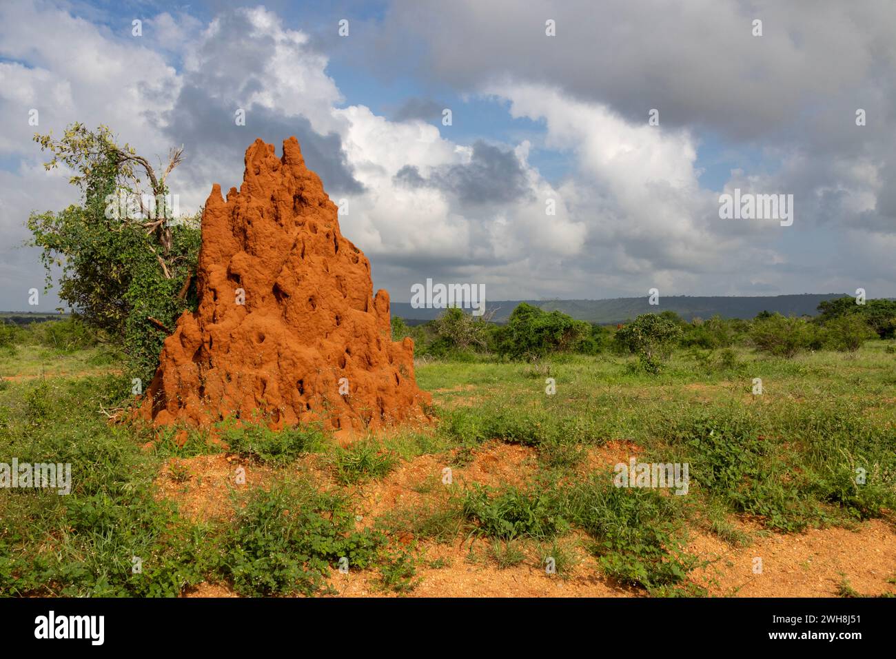 A termite hill made from the red earth in Tsavo National Park Stock ...