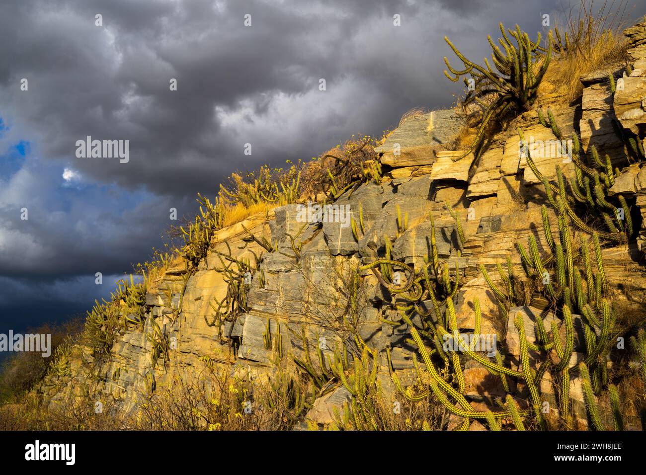 cacti on rocks in the caatinga, a typical biome of northeastern Brazil ...