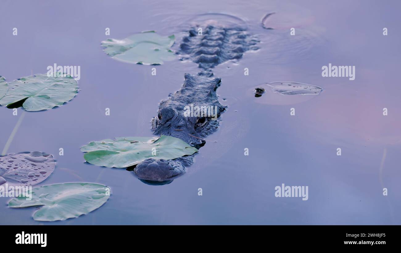 high angle front view of an alligator with its jaws under a lily pad ...