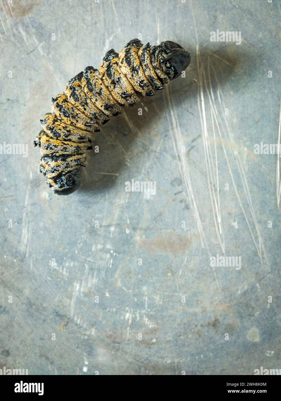 Whole Mopani worm, an edible caterpillar capable of providing high ...