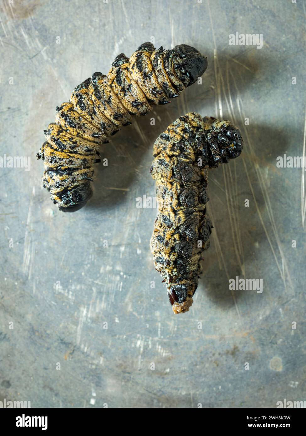 Mopani worms, an edible caterpillar capable of providing high levels of ...