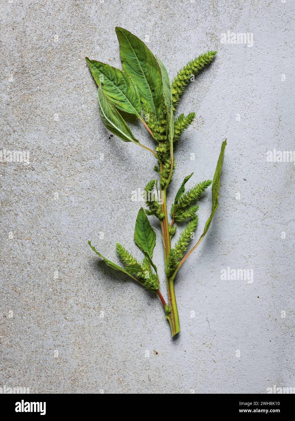 Amaranth (Amaranthus spp.) on a granite background Stock Photo - Alamy