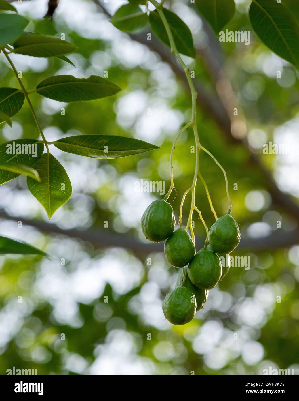 Umbu fruit spondias tuberosa brazil hi-res stock photography and images ...