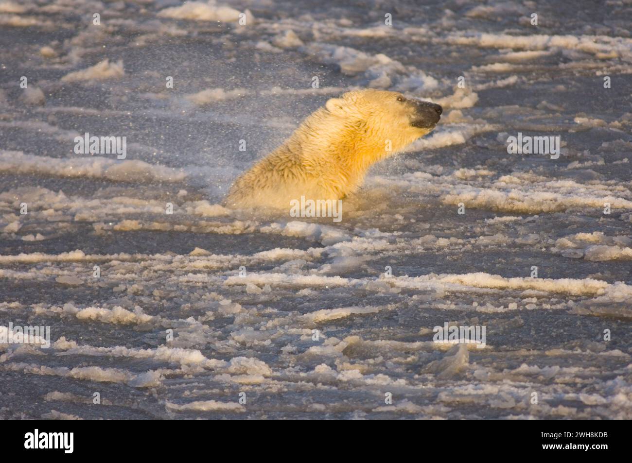 Polar bear, Ursus maritimus, adult male swimming in newly forming pack ...