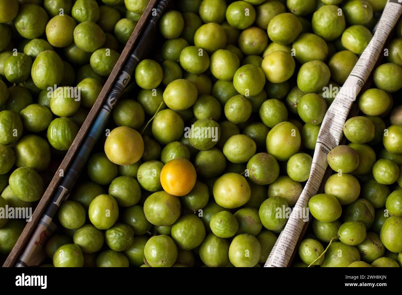 many green and ripe umbus Stock Photo - Alamy