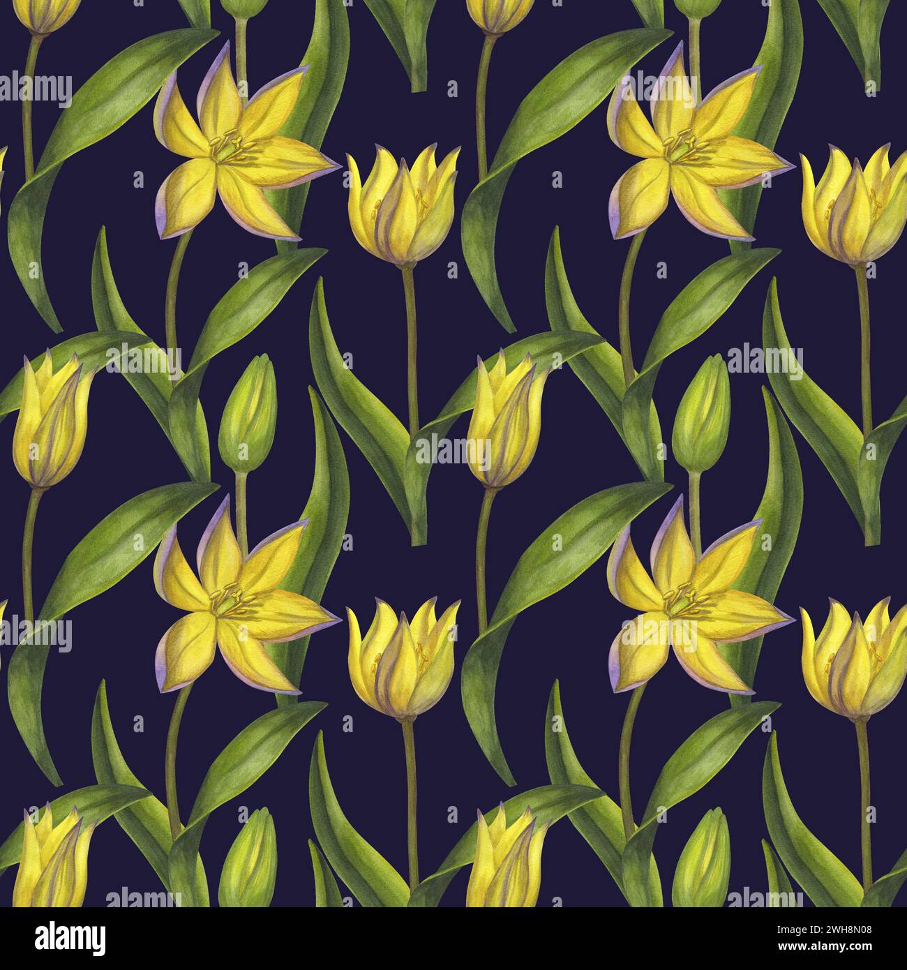 Yellow flowers seamless pattern. Bieberstein tulip. Lily. Early spring blooming. Hand-drawn ...