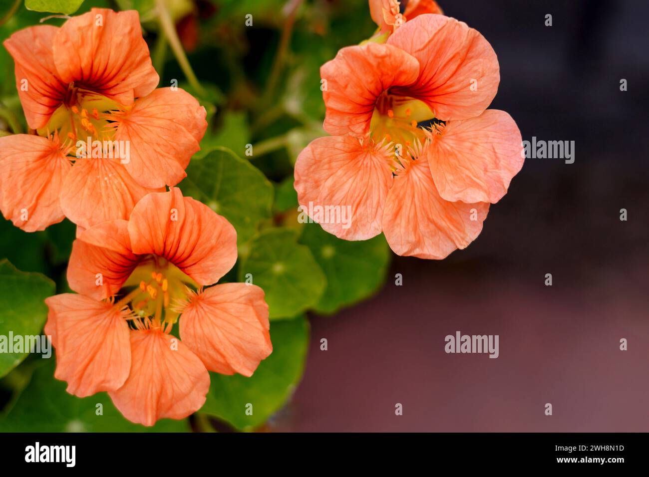 Closeup of edible nasturtium flowers companion plants grown as trap ...