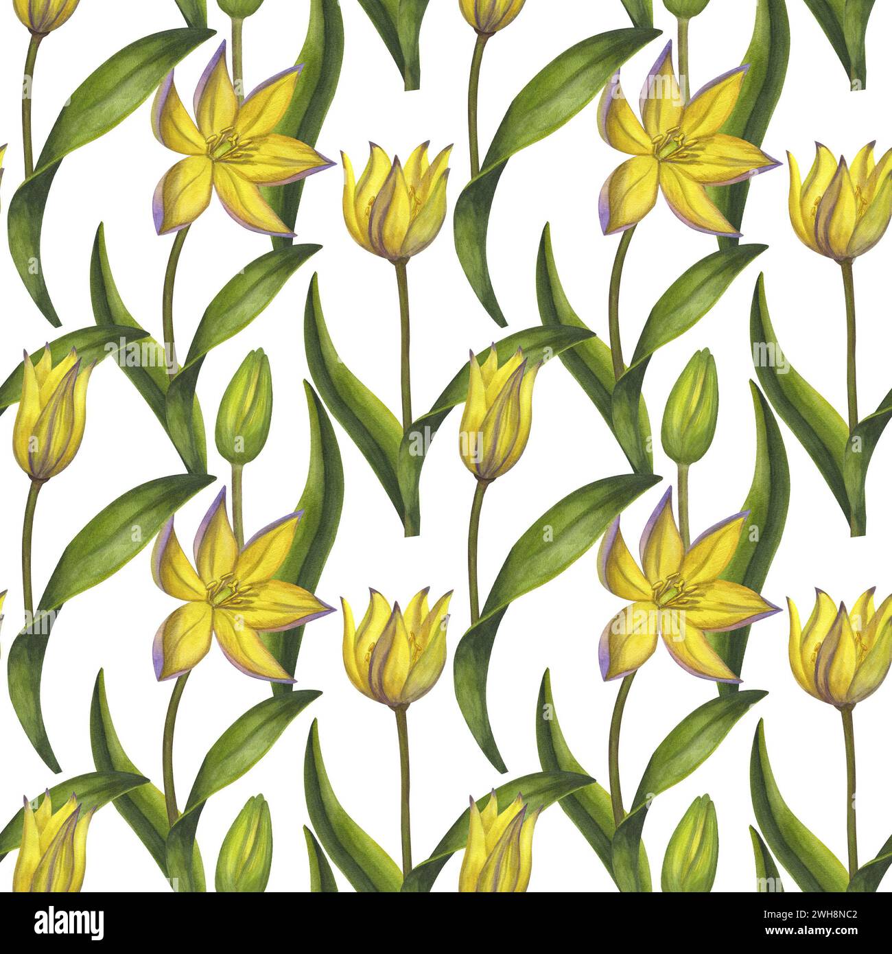 Yellow flowers seamless pattern. Bieberstein tulip. Lily. Early spring ...