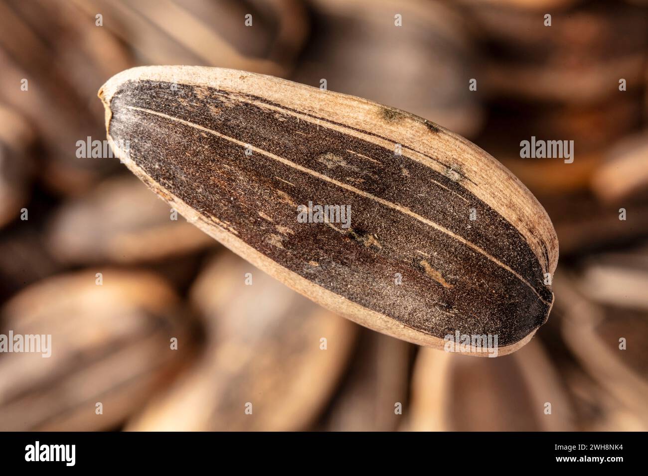 High resolution, print ready, exotic, macro, food still-life ...