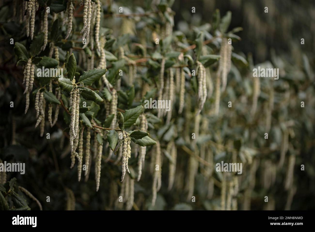 Natural close up naturally patterned shrub portrait of Garrya elliptica ...