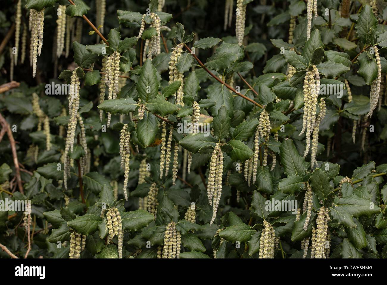 Natural close up naturally patterned shrub portrait of Garrya elliptica ...