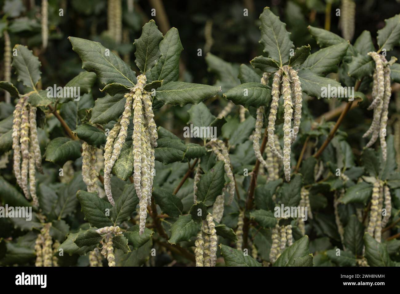 Natural close up naturally patterned shrub portrait of Garrya elliptica ...