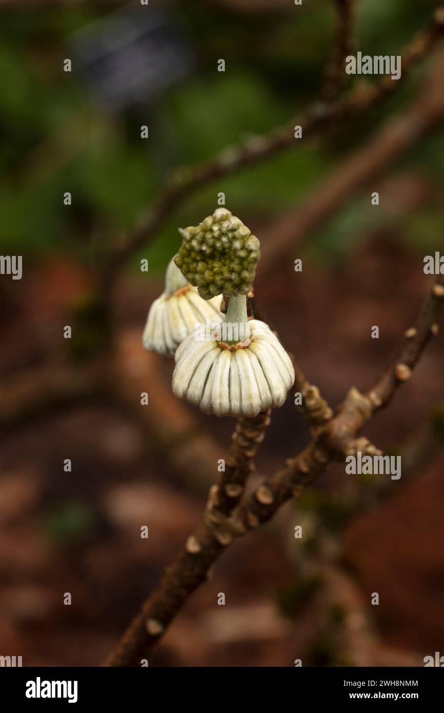 Mitsumata edgeworthia hi-res stock photography and images - Alamy