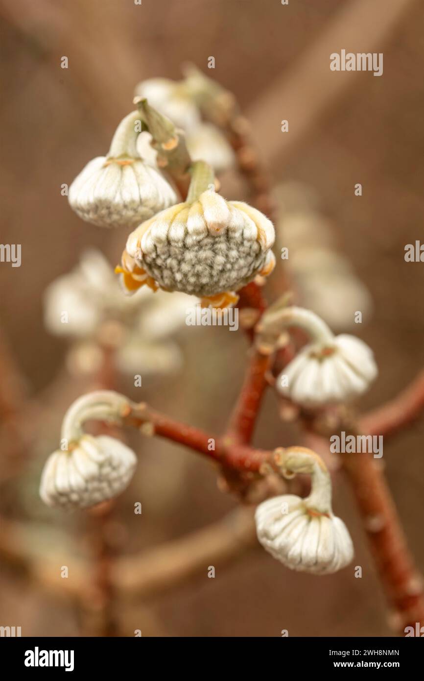 Mitsumata edgeworthia hi-res stock photography and images - Alamy