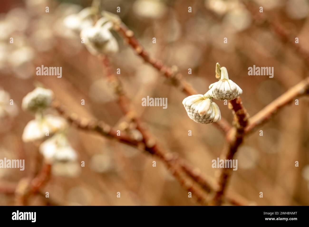Natural close up flowering plant portrait of the thought provoking ...