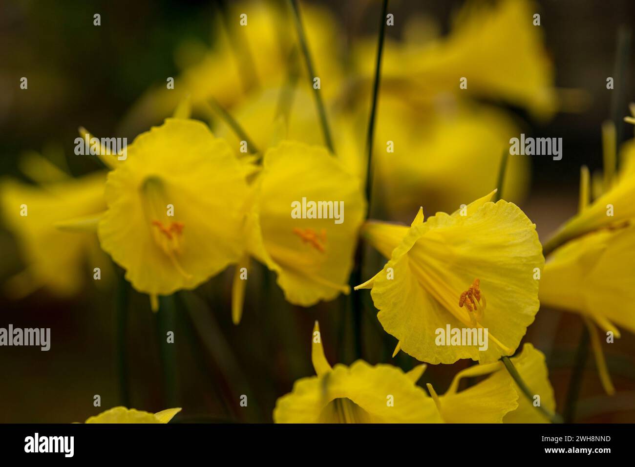 Natural close up flowering plant portrait of glorious yellow Narcissus ...