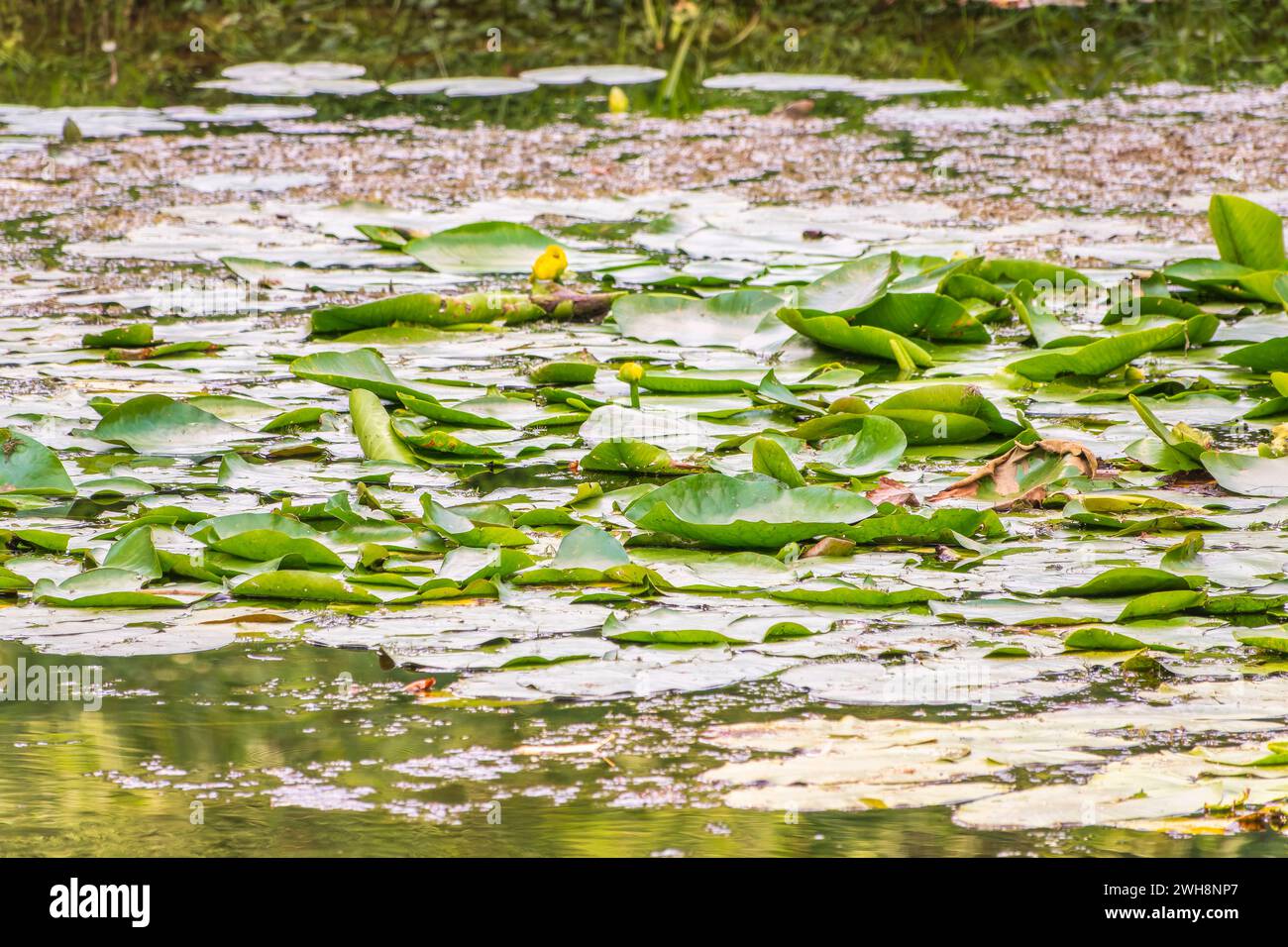 Yellow water lily flower, Nuphar lutea, blooming yellow among the green ...