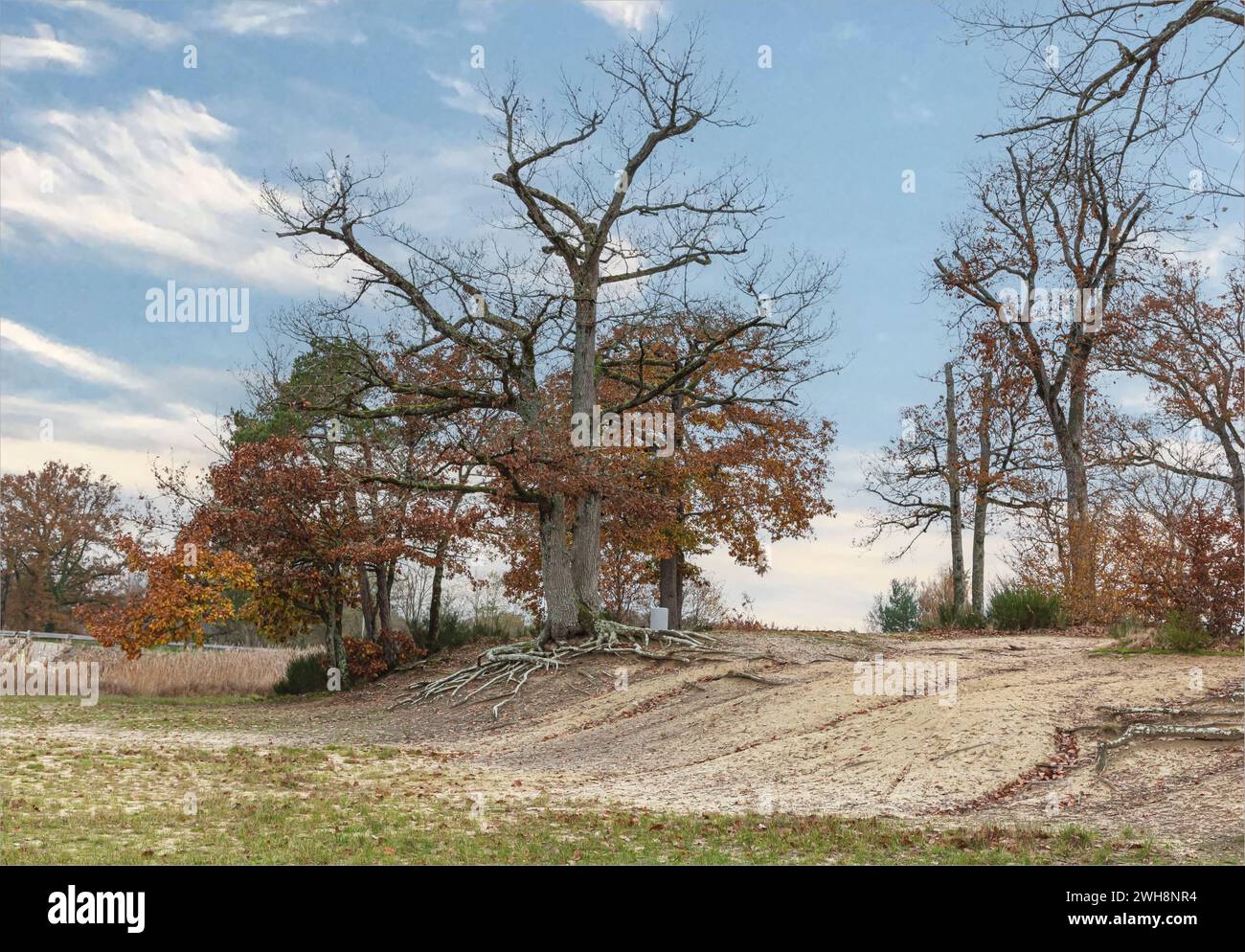 Stark autumn trees on a sandy bank with roots exposed Stock Photo - Alamy