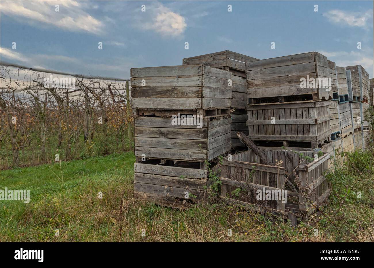 Wooden boxes used for transporting fruit in the field discarded by the ...