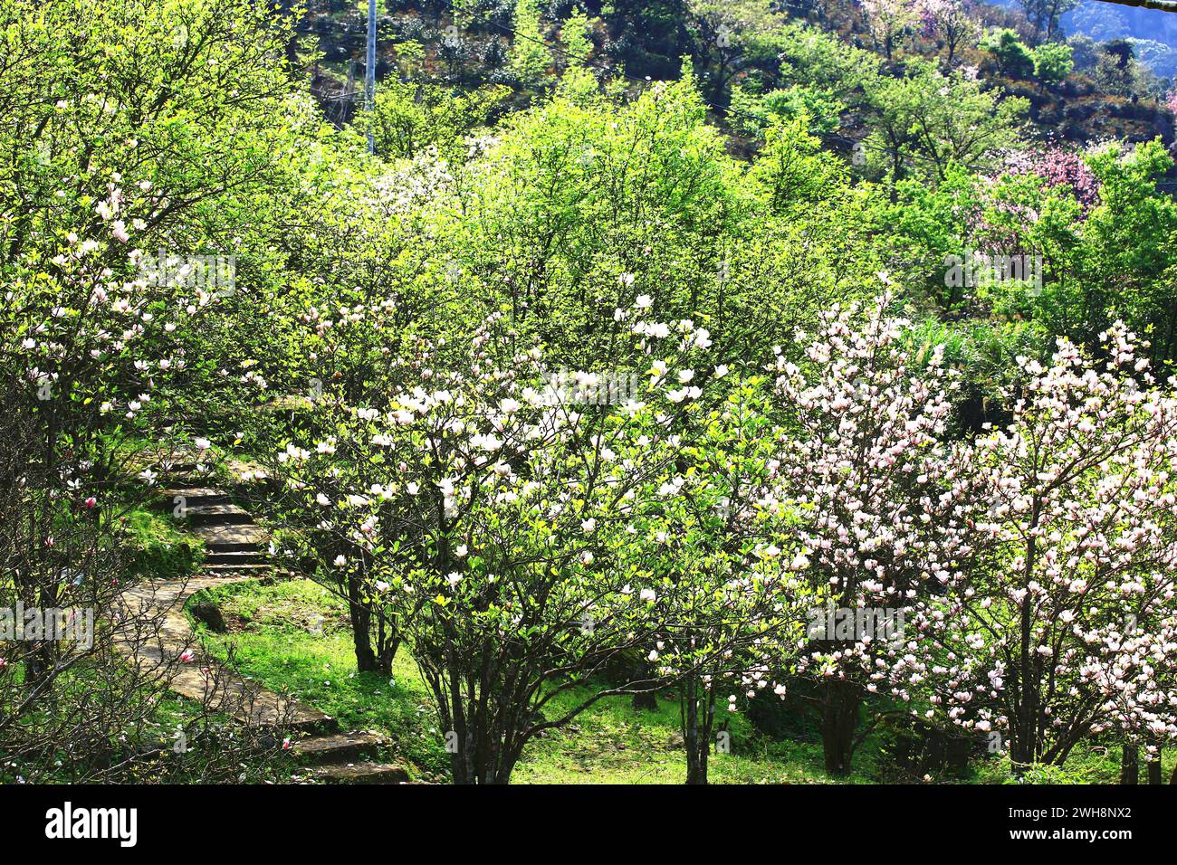 Lotus-flowered Magnolia or Southern Magnolia or Loblolly Magnolia ...