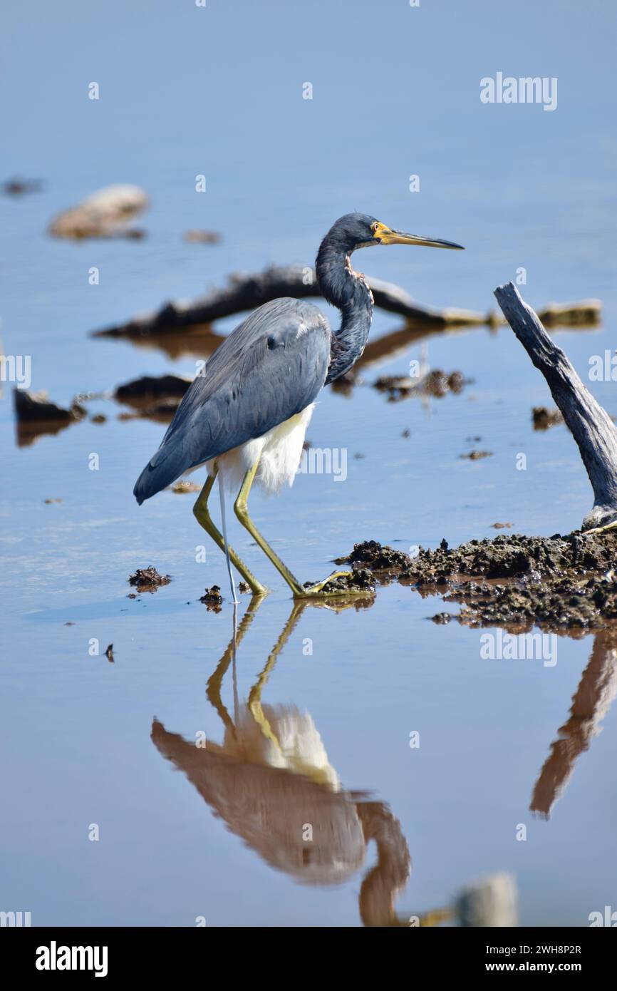 A Tricolored heron (Egretta tricolor) pooping in the water in a ...