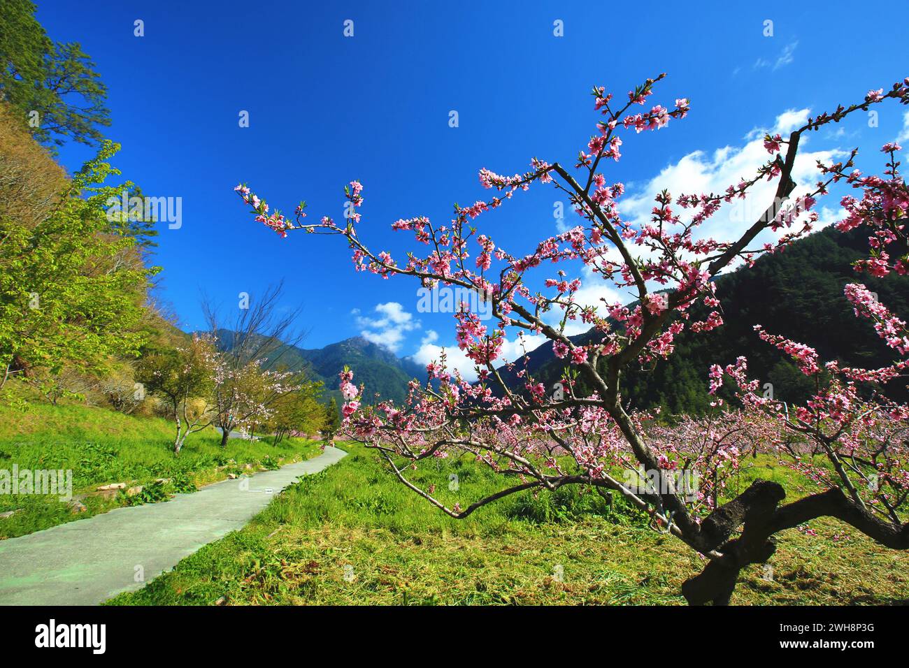 Beautiful scenery of pink peach trees,pink peach trees growing among ...