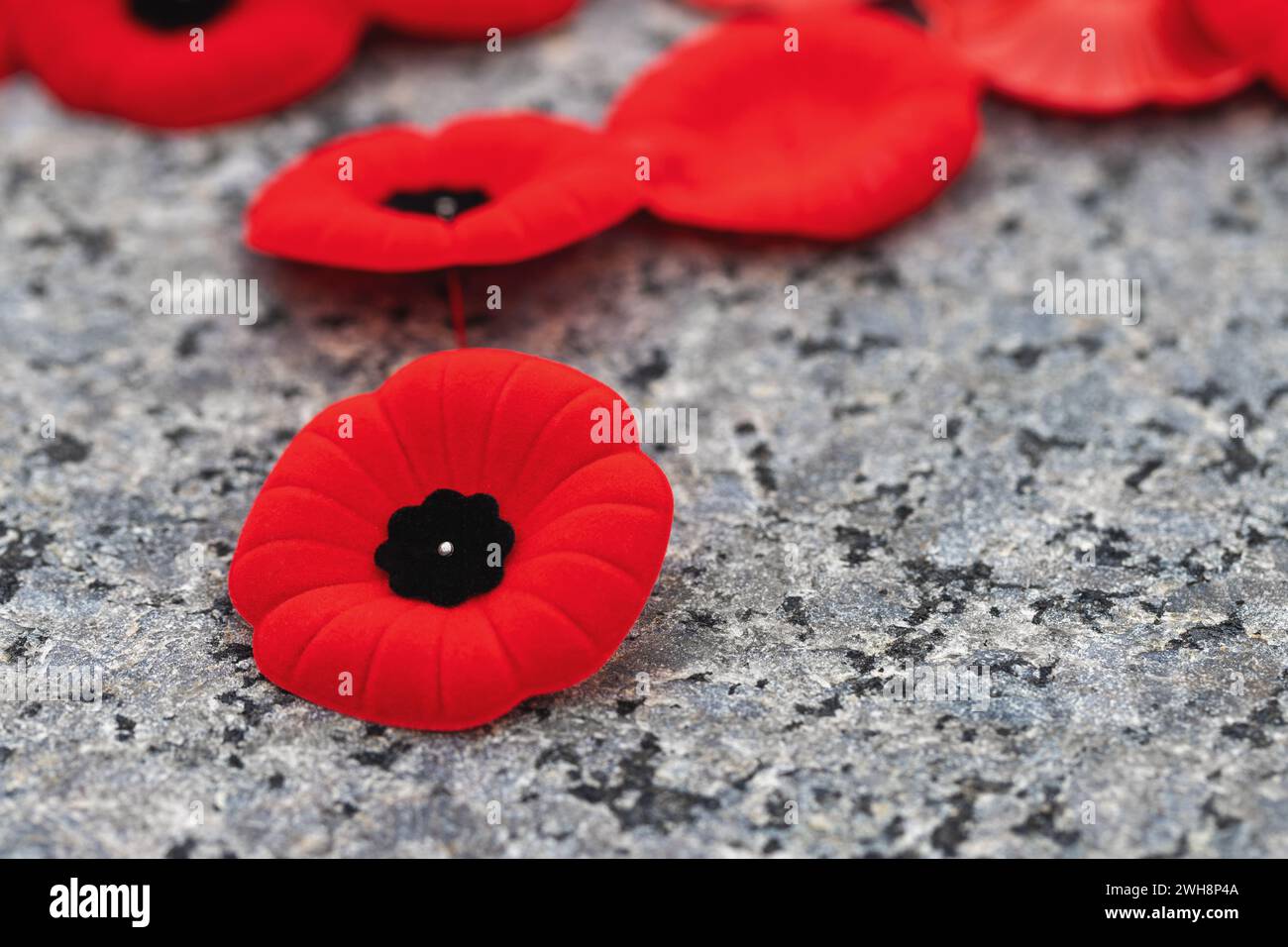 Remembrance Day poppy flower pins close-up Stock Photo - Alamy