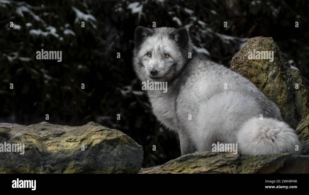 A close-up of an arctic fox (Vulpes Lagopus) sittng on a rock looking ...