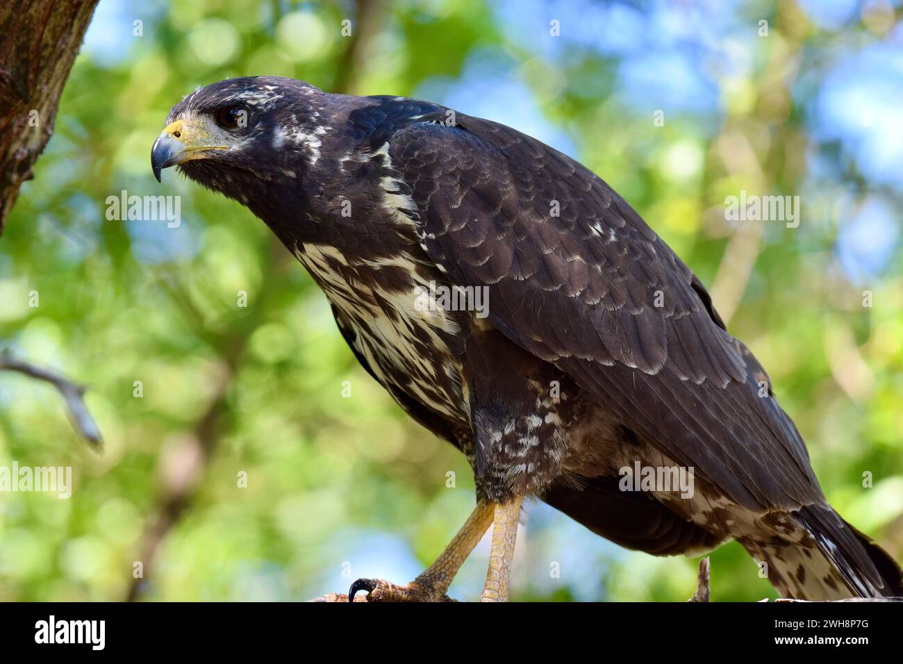 A common Black Hawk (juvenile) perched in a tree in San Pedro ...