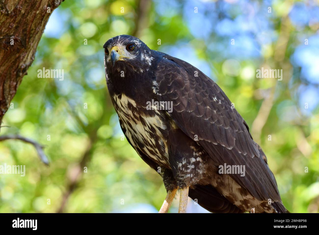 A common Black Hawk (juvenile) perched in a tree in San Pedro ...