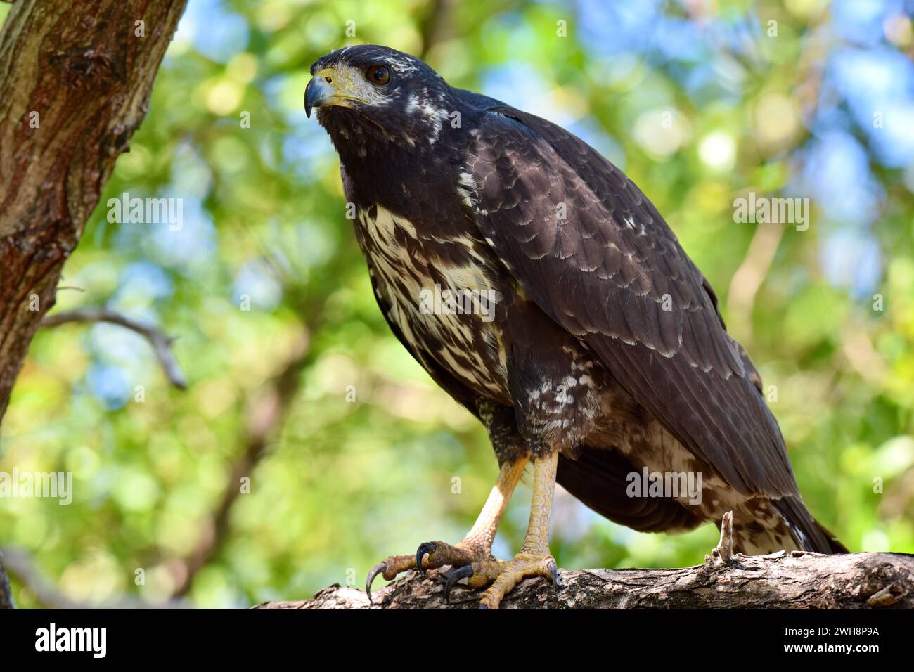 A common Black Hawk (juvenile) perched in a tree in San Pedro ...