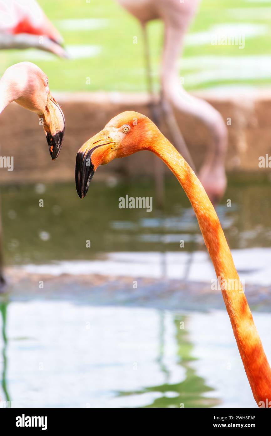 The greater flamingo, Phoenicopterus roseus, standing in water on lake ...