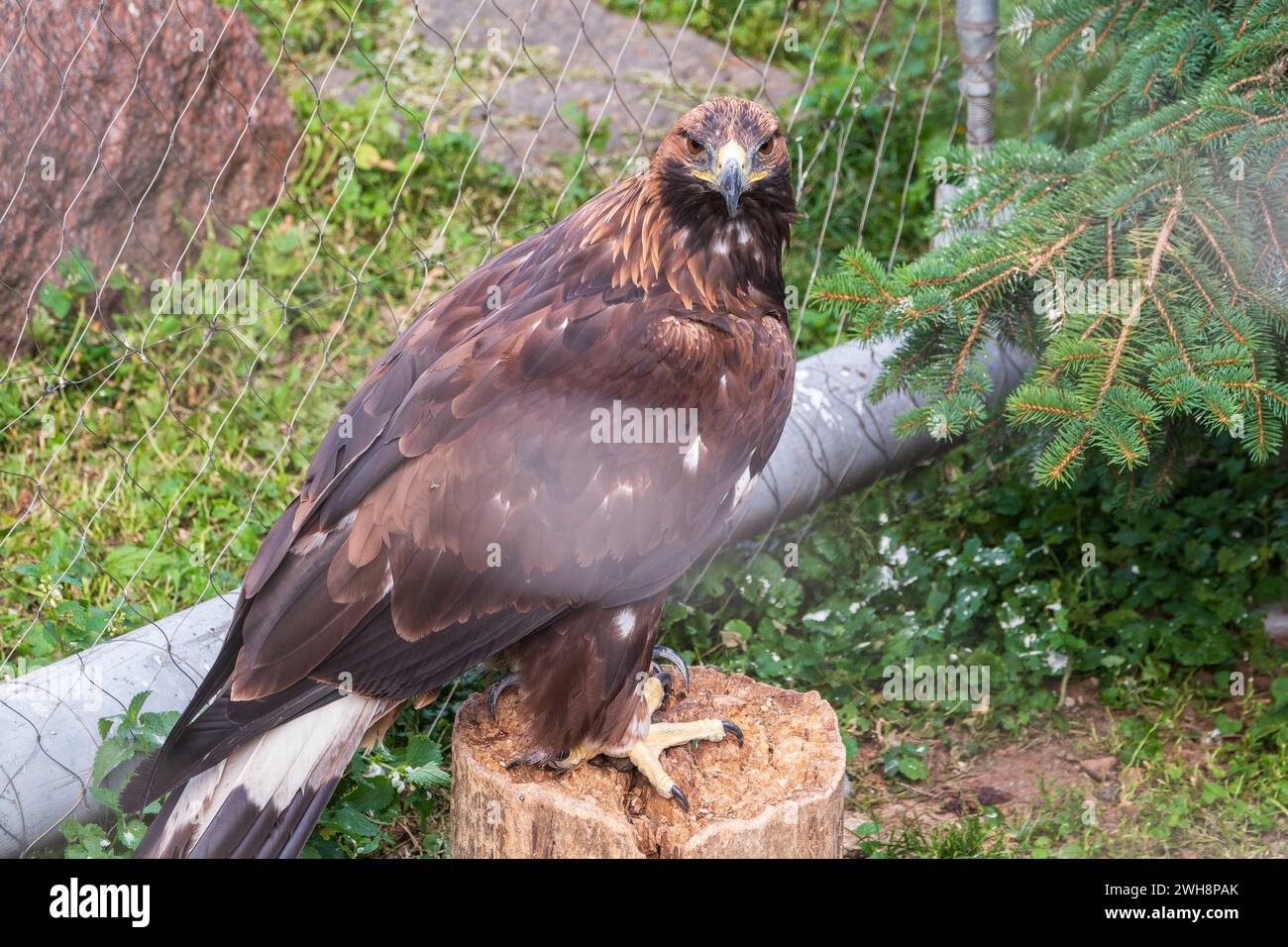 Golden Eagle sitting in a cage or aviary. The golden eagle, Aquila ...